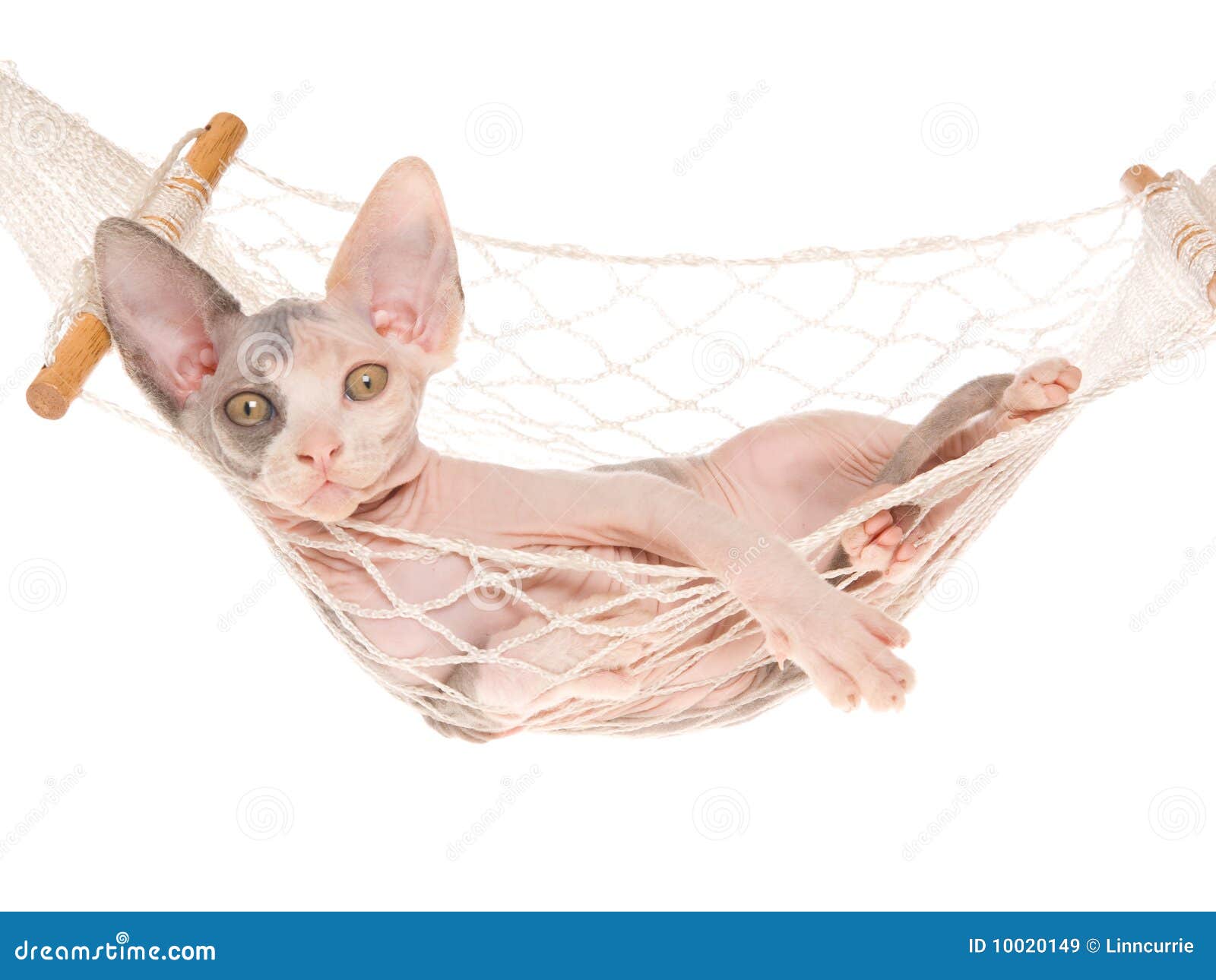 Mini Sphynx De Chaton Mignon D'hamac Image stock - Image du chat ...