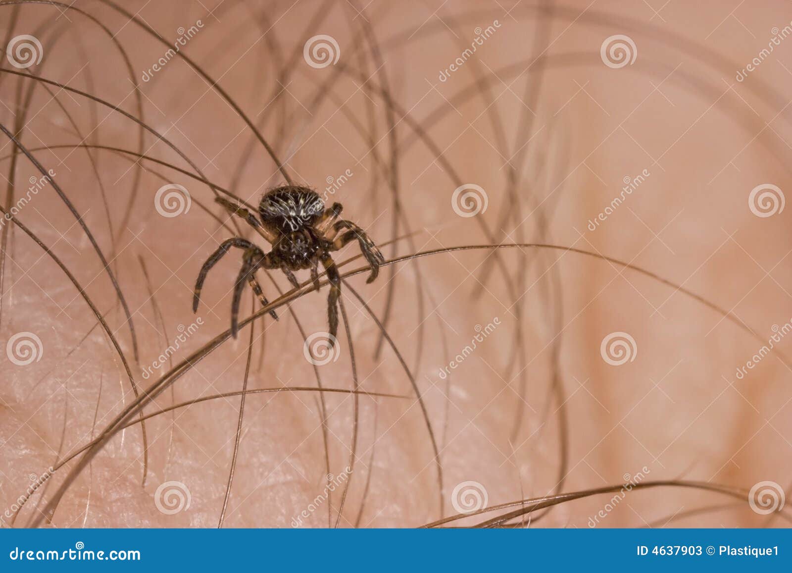 Mini Spider On Skin (2) Stock Photos - Image: 4637903