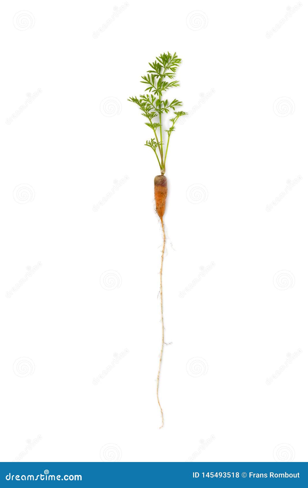 Mini Sprouting Carrot and Root Stock Photo - Image of organic, growth ...