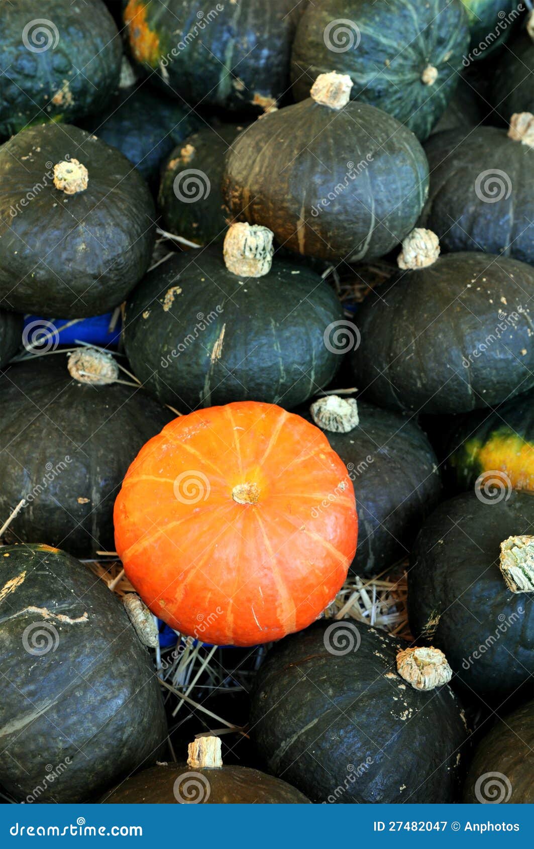Mini squash in market stock image. Image of farm, tasty - 27482047