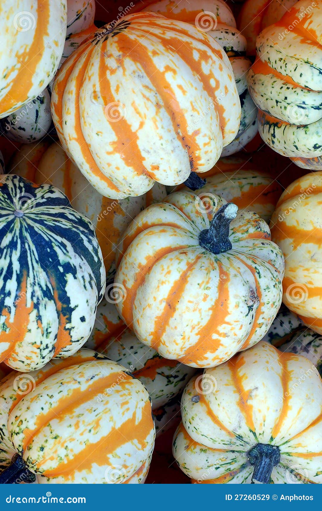 6,594 Mini Squash Photos - Free & Royalty-Free Stock Photos from Dreamstime