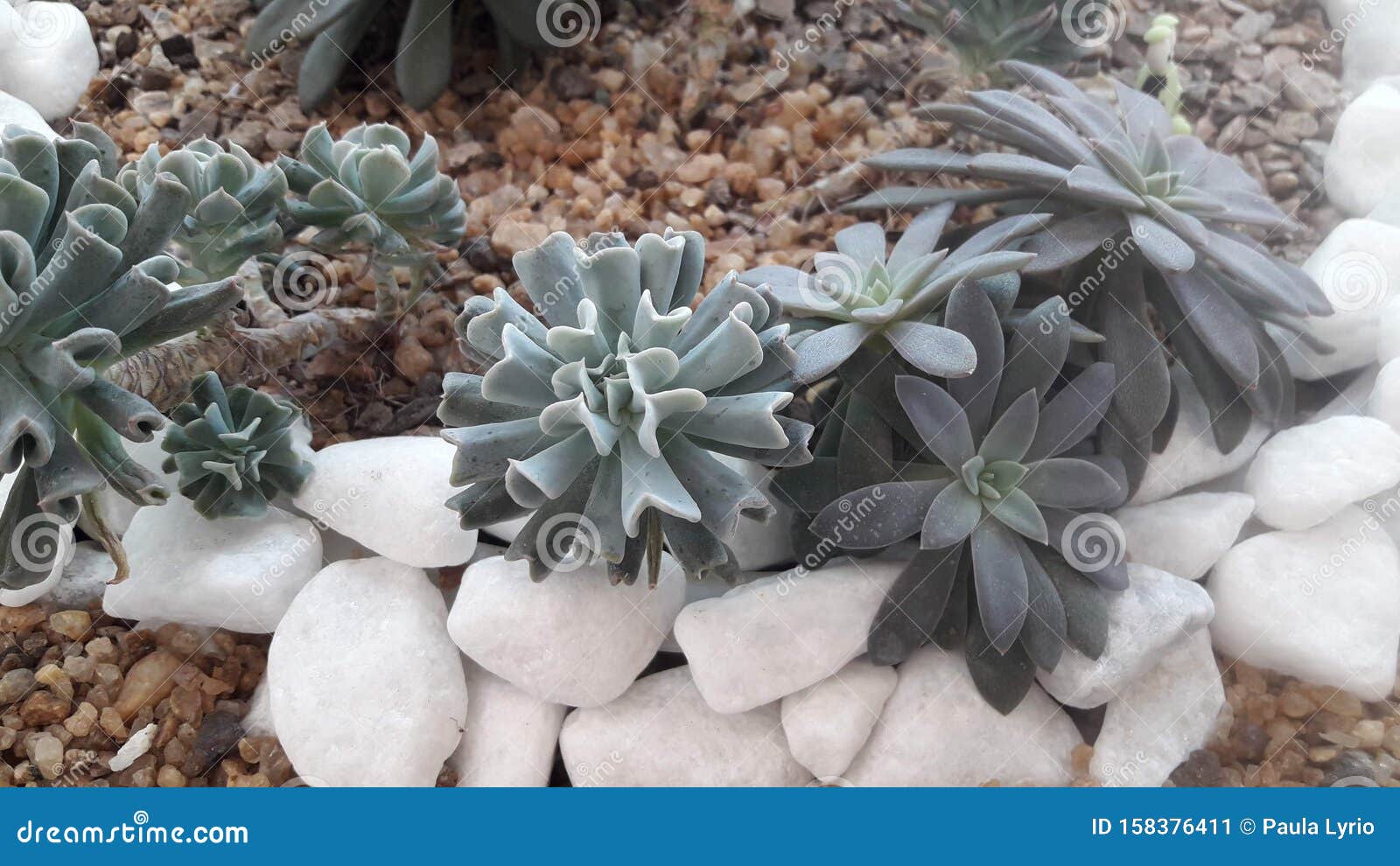Mini Succulent Forest stock image. Image of mini, natural - 158376411