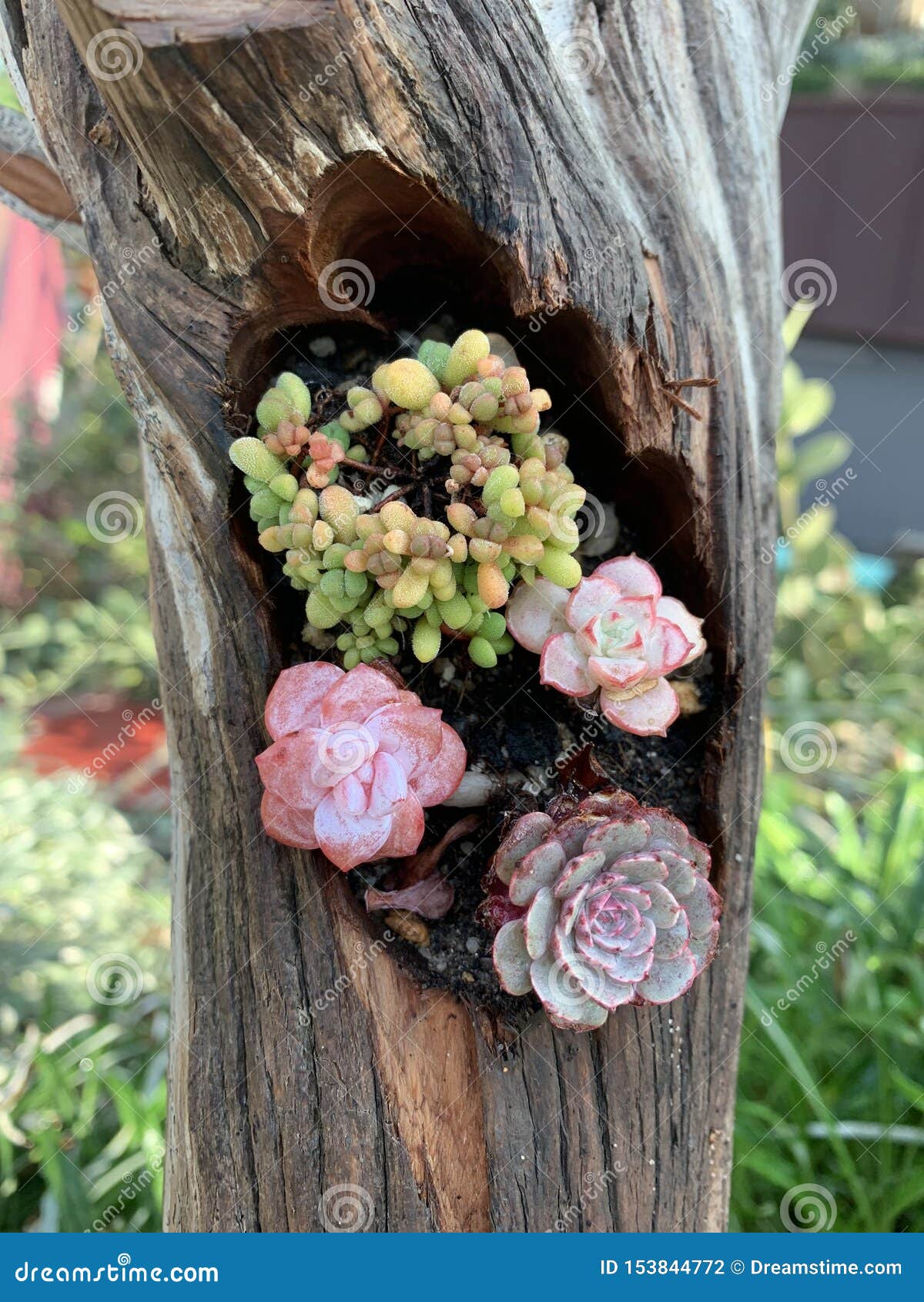 Mini succulents stock photo. Image of hollow, tree, pink - 153844772