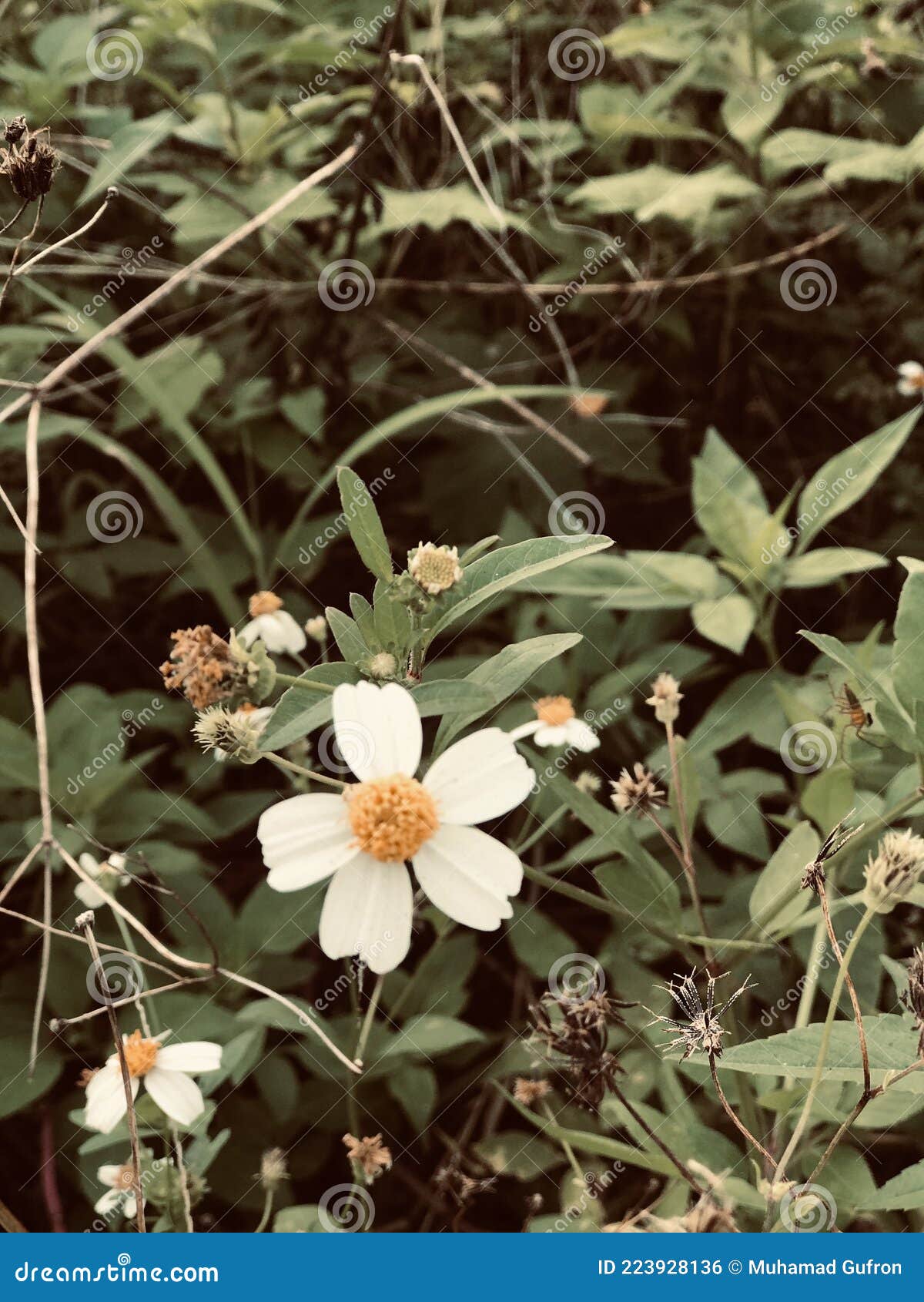 Mini sun flower stock photo. Image of mini, aesthetic - 223928136