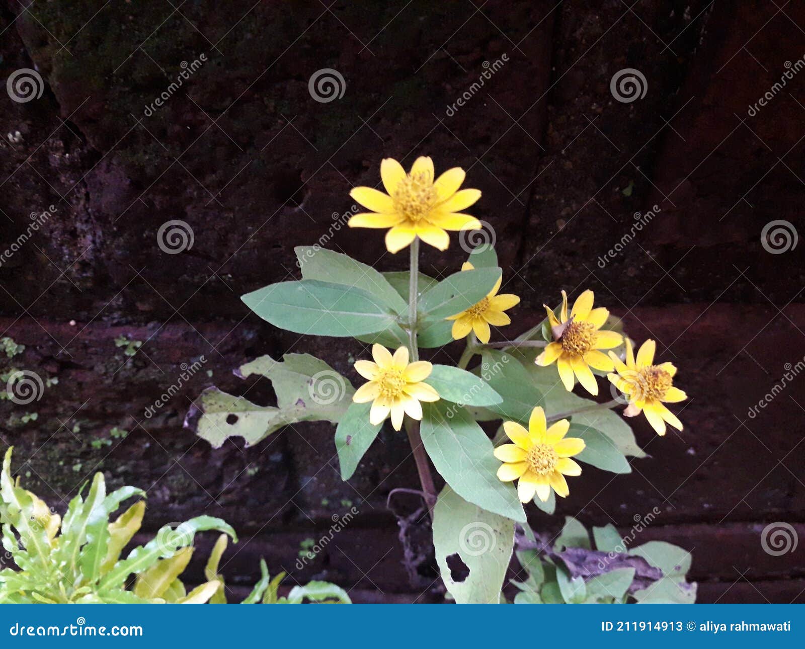 Mini Sun Flower in My Garden from Indonesia Stock Image - Image of leaf ...