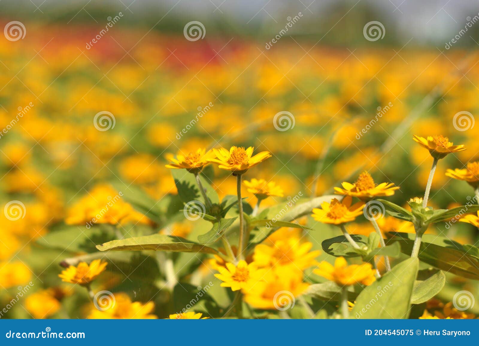 Mini sun flowers stock image. Image of meadow, grassland - 204545075