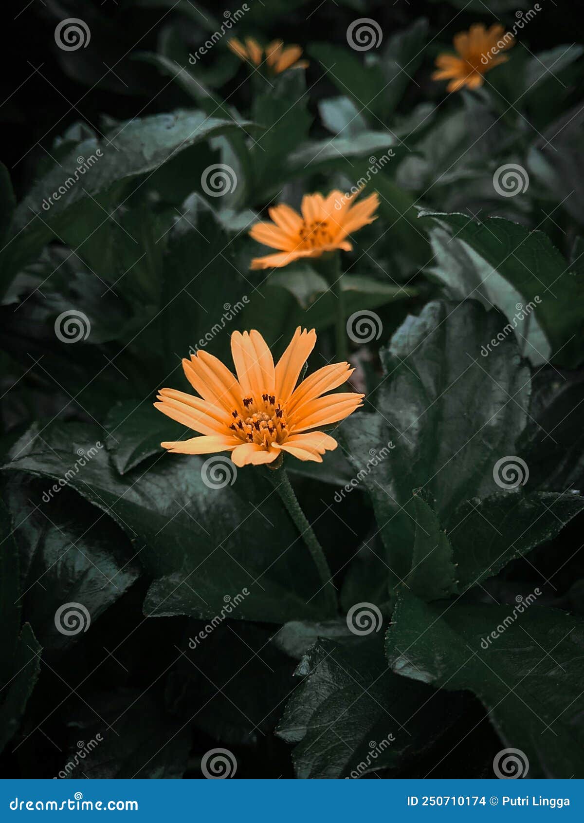 Mini Sunflower stock photo. Image of yellowflower, nature - 250710174