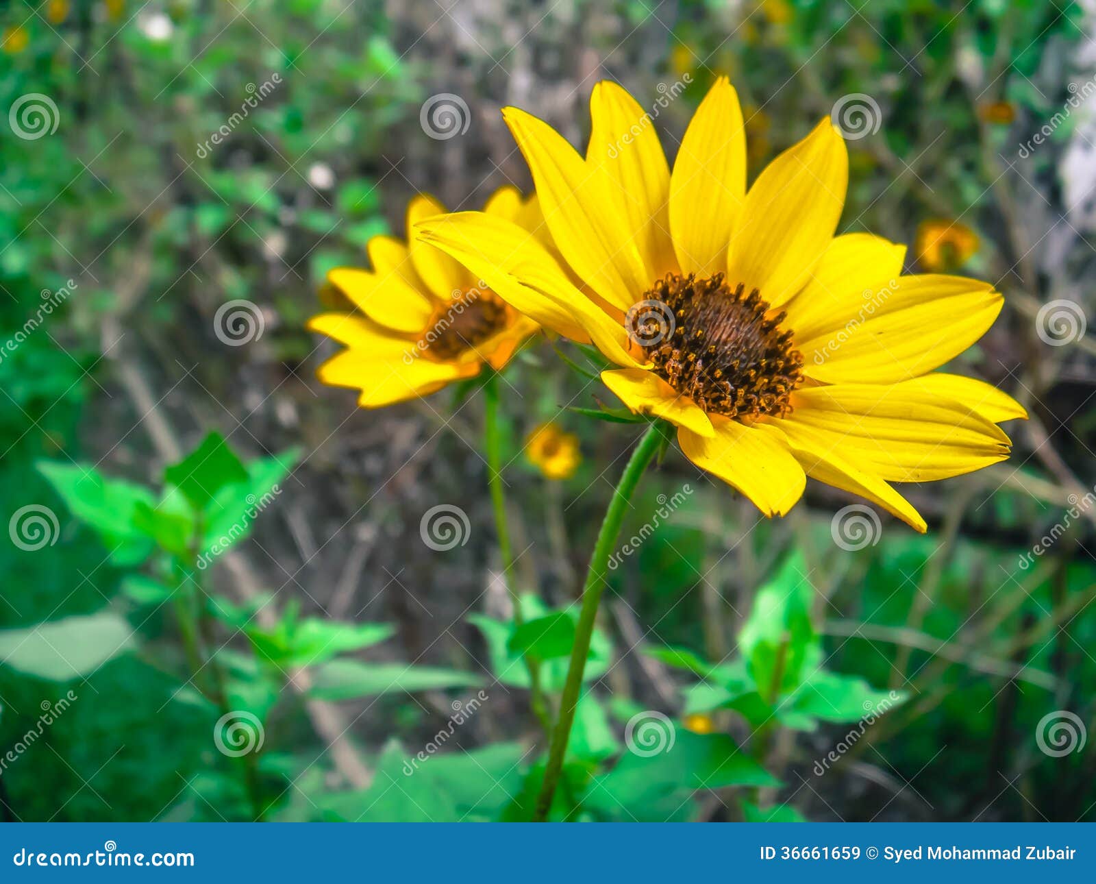 Mini Sunflower stock image. Image of sunflowers, petal - 36661659