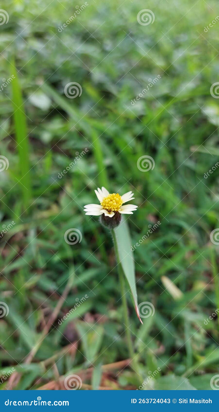 Mini sunflower with grass stock image. Image of wildflower - 263724043