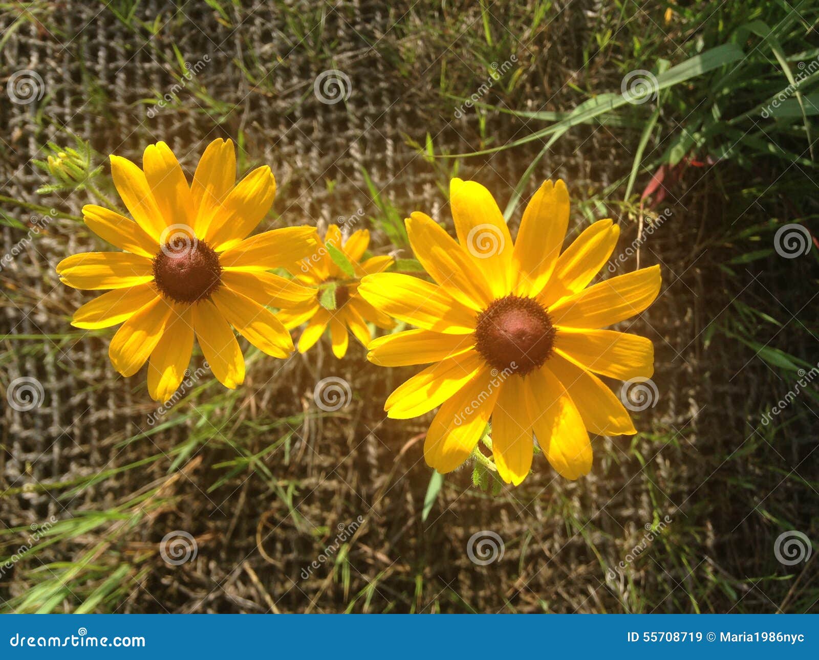 Mini Sunflowers imagen de archivo. Imagen de amarillo - 55708719