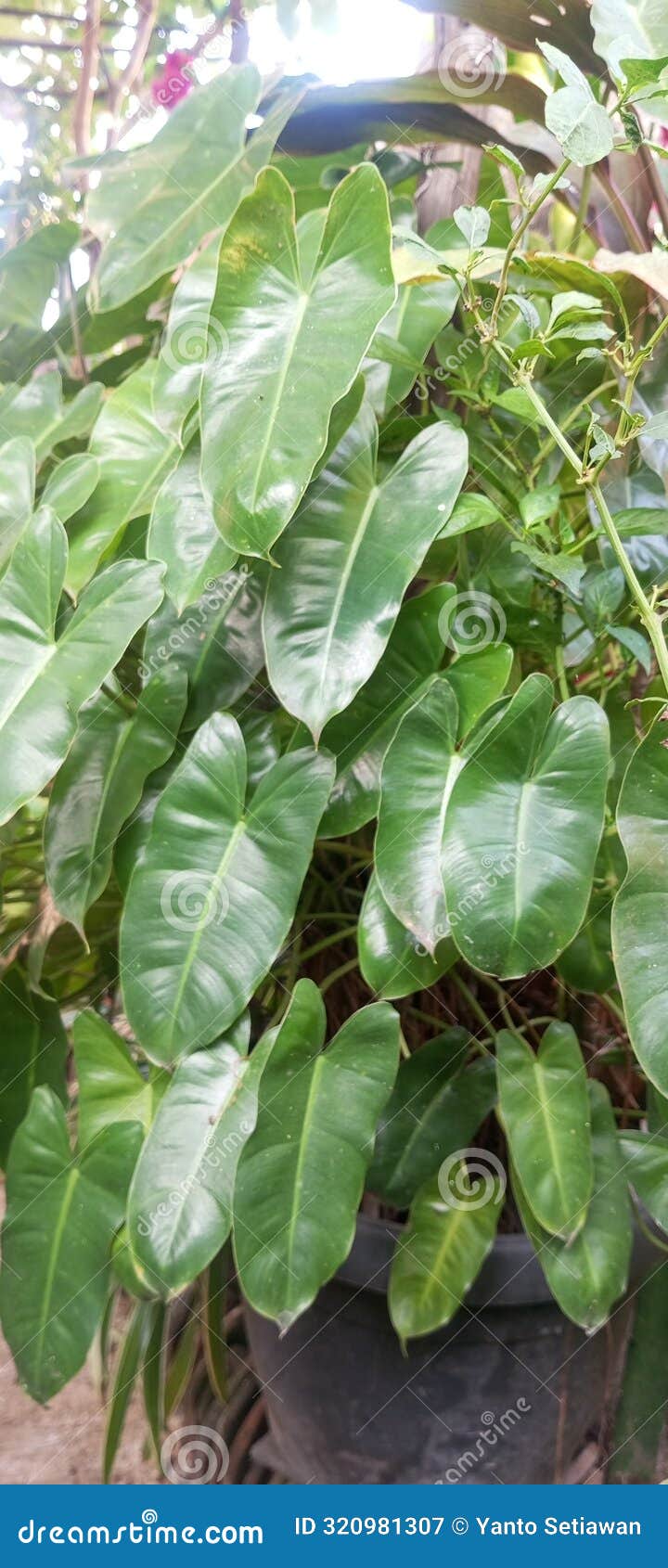 Mini taro stock image. Image of herb, branch, tree, vegetation - 320981307