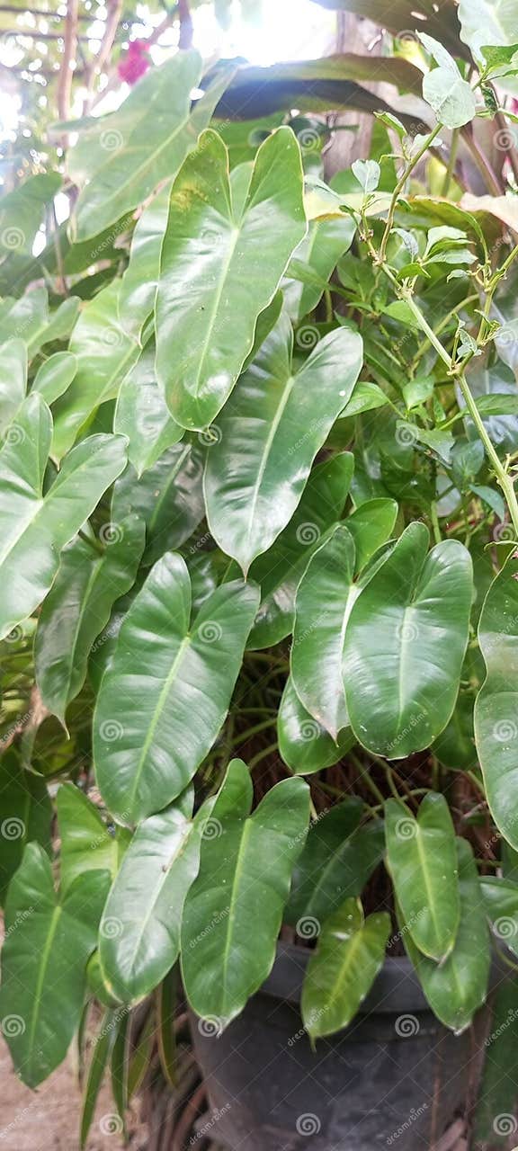 Mini taro stock image. Image of herb, branch, tree, vegetation - 320981307
