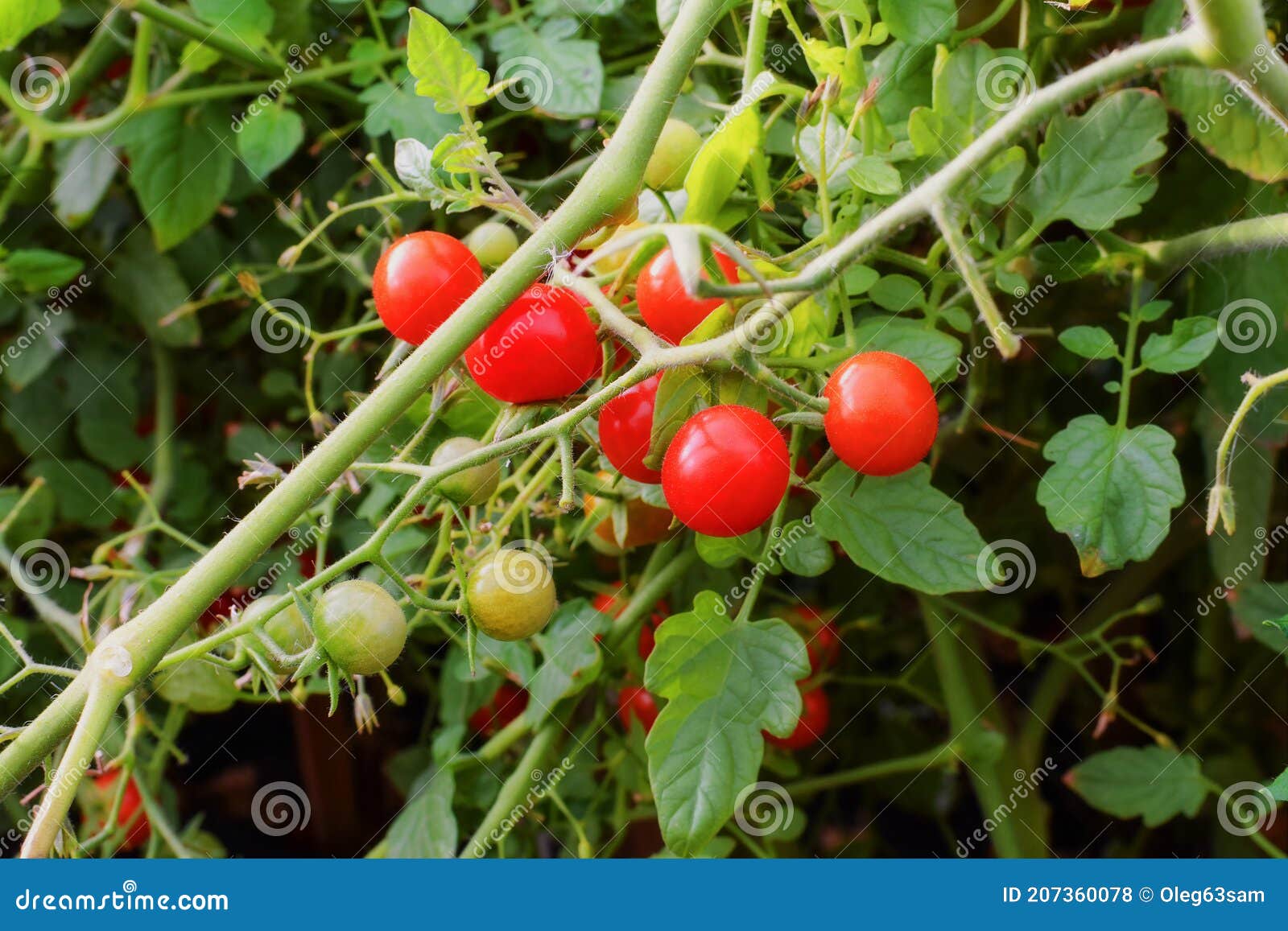 Mini tomate bush foto de stock. Imagem de amadurecimento - 207360078
