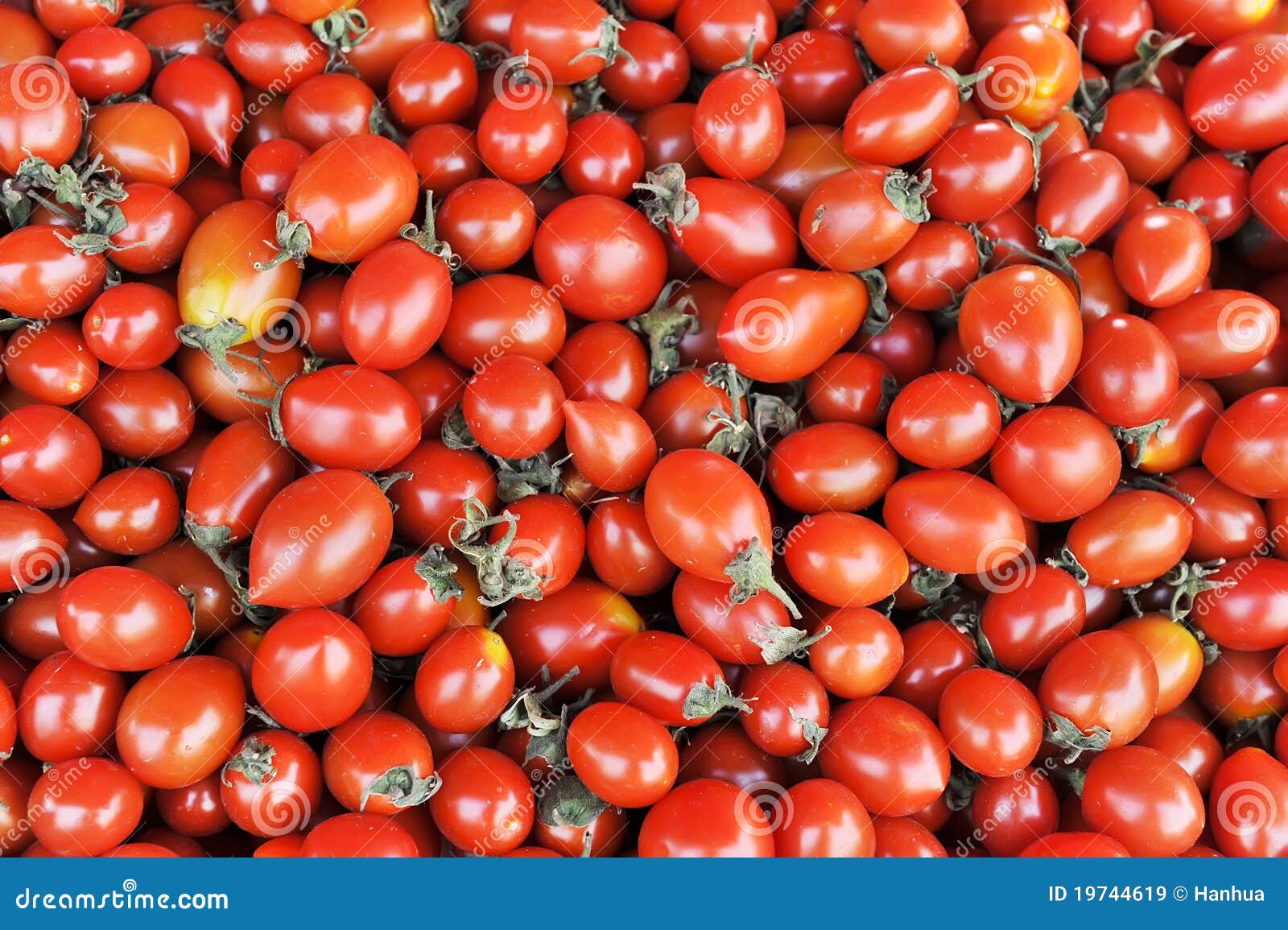 Mini tomato stock image. Image of planting, crop, protection - 19744619