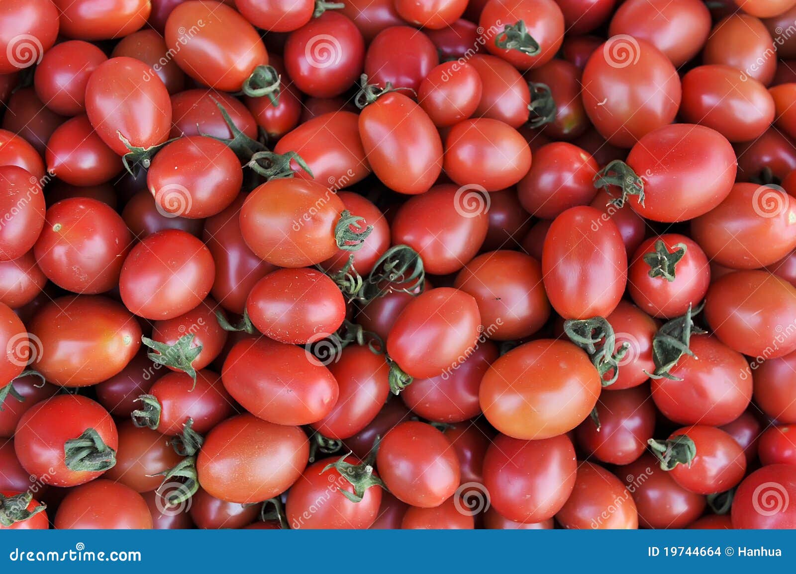 Mini tomato stock photo. Image of planting, crop, food - 19744664