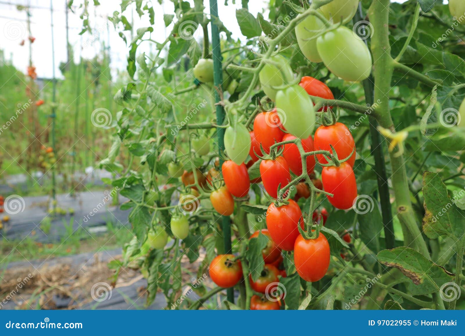 Mini tomato stock image. Image of mini, vegetable, ingredients - 97022955