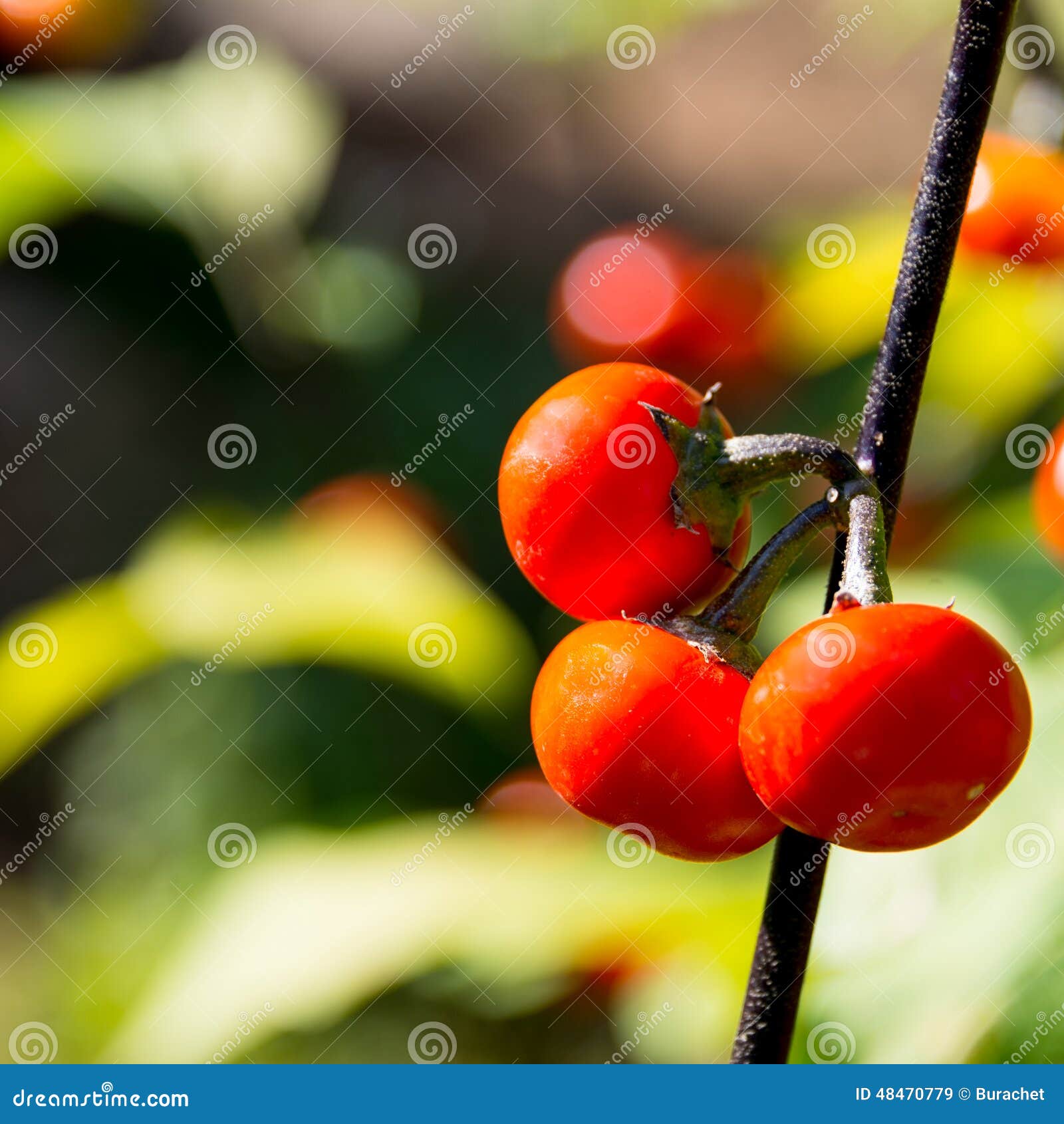 Mini tomato stock image. Image of fresh, garden, color - 48470779