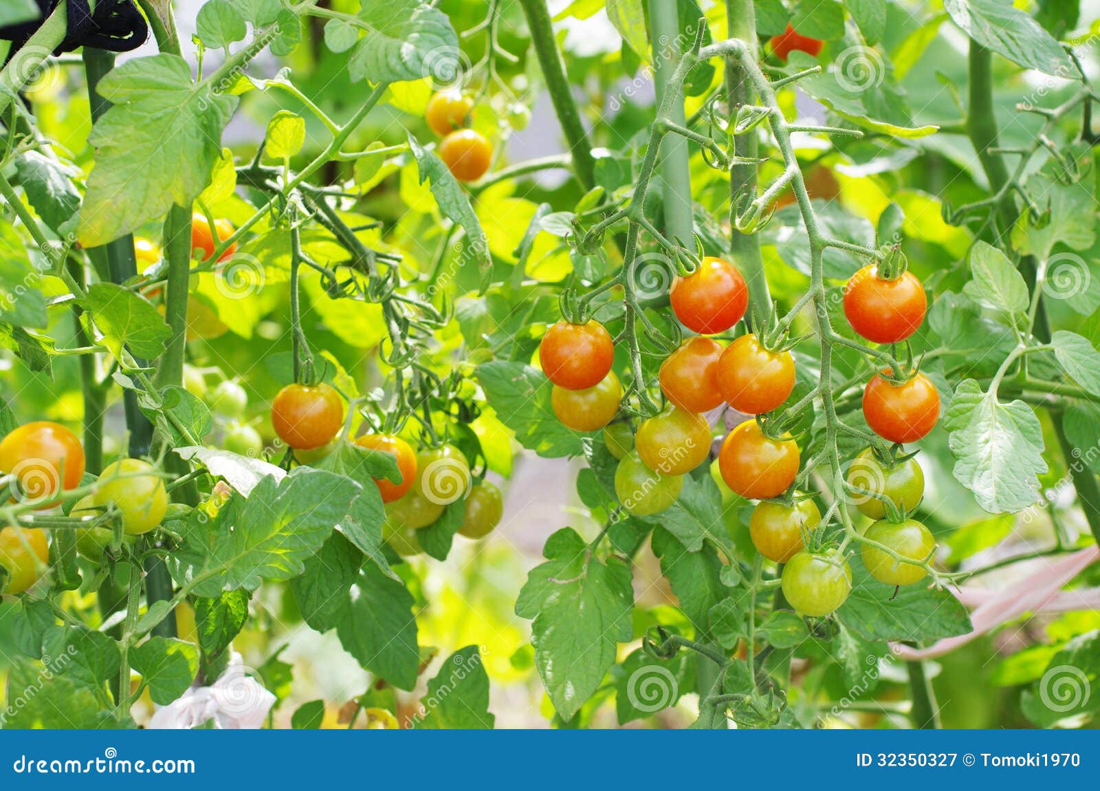 Mini tomatoes stock image. Image of vegetable, field - 32350327