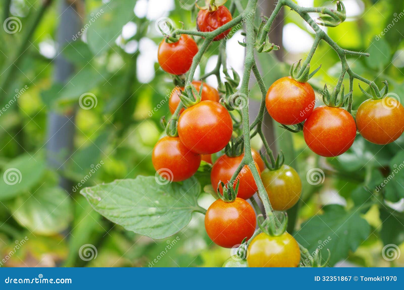 Mini tomatoes stock image. Image of tomatoes, cluster - 32351867