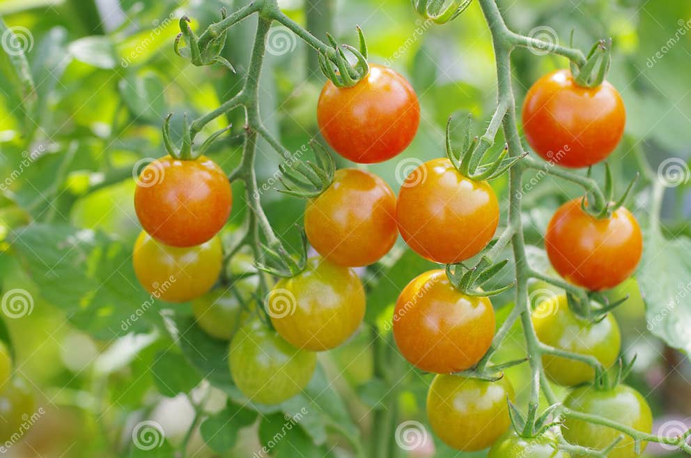Mini tomatoes stock image. Image of orange, tomatoes - 32351883