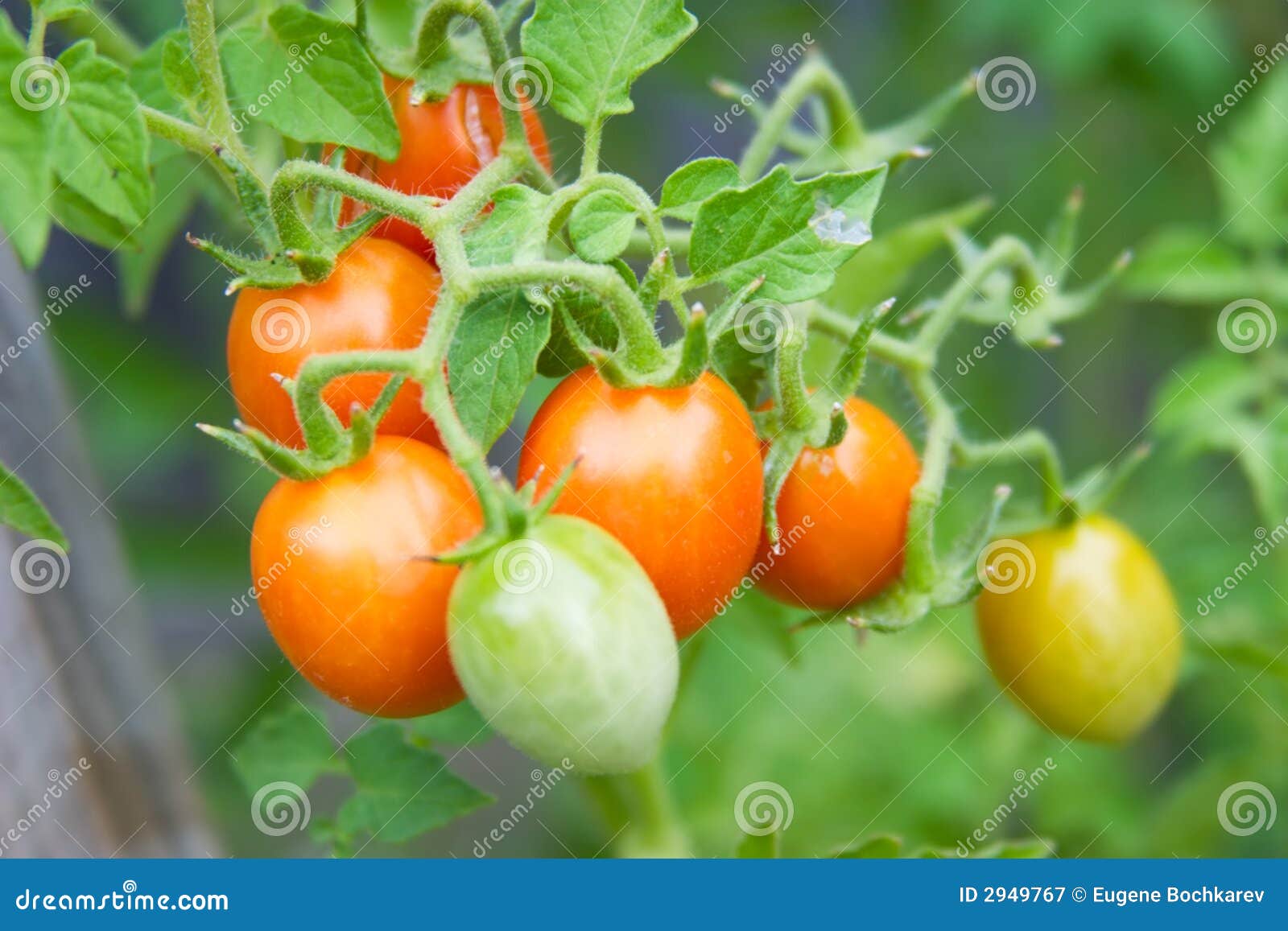 Mini tomatos stock image. Image of healthy, food, natural - 2949767