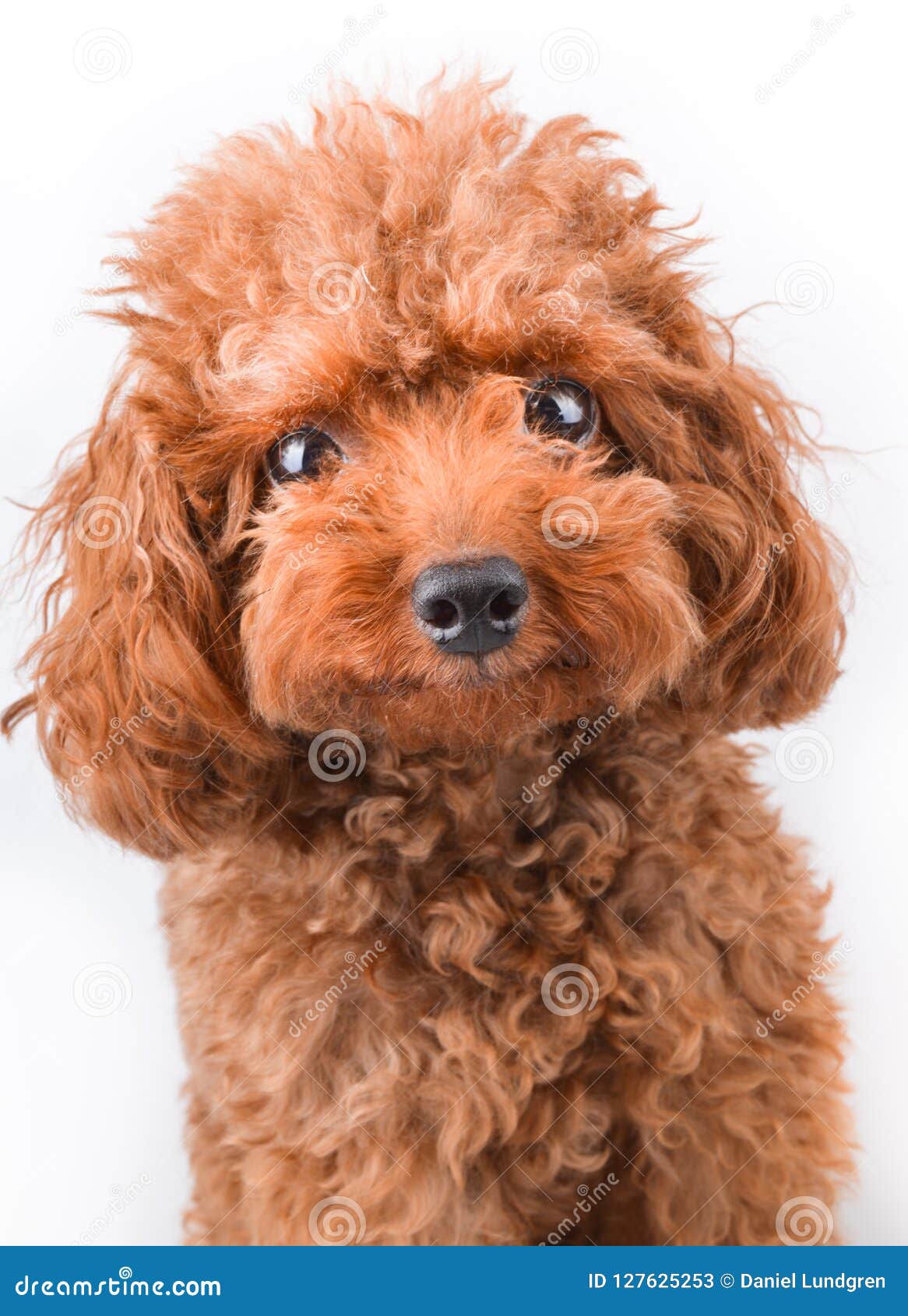 Mini Toy Poodle stock image. Image of portrait, cute - 127625253