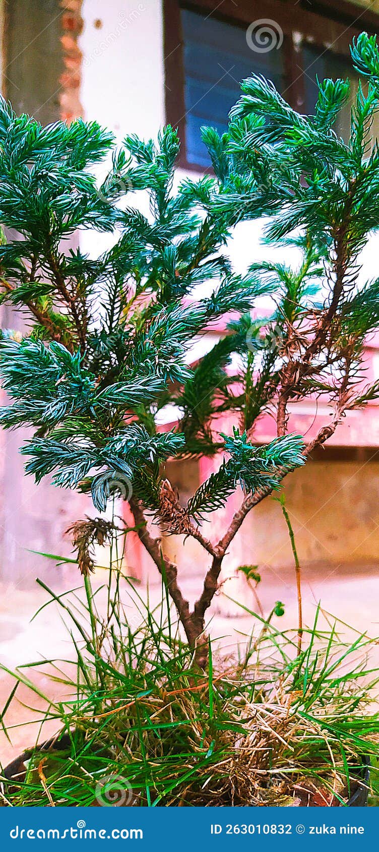 Mini Tree, or so-called Bonsai. Commonly Used for Ornamental Plants by ...