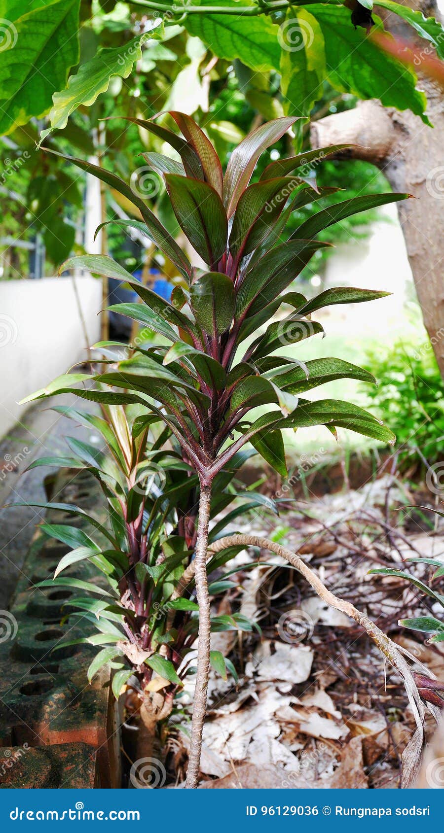 Mini tree stock photo. Image of stand, garden, green - 96129036