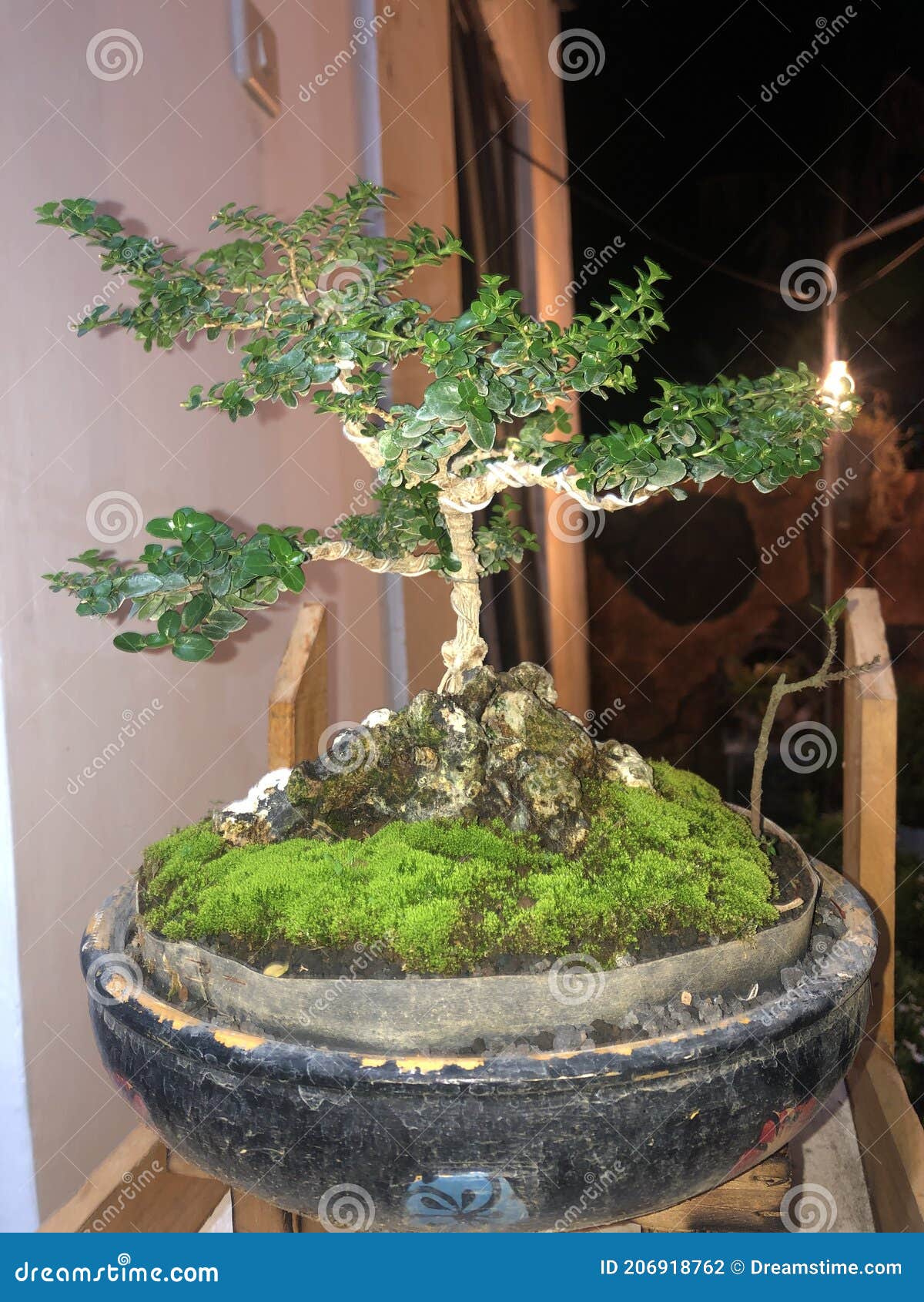 Mini Tree Plant Green Nature Stock Photo - Image of plant, mini: 206918762