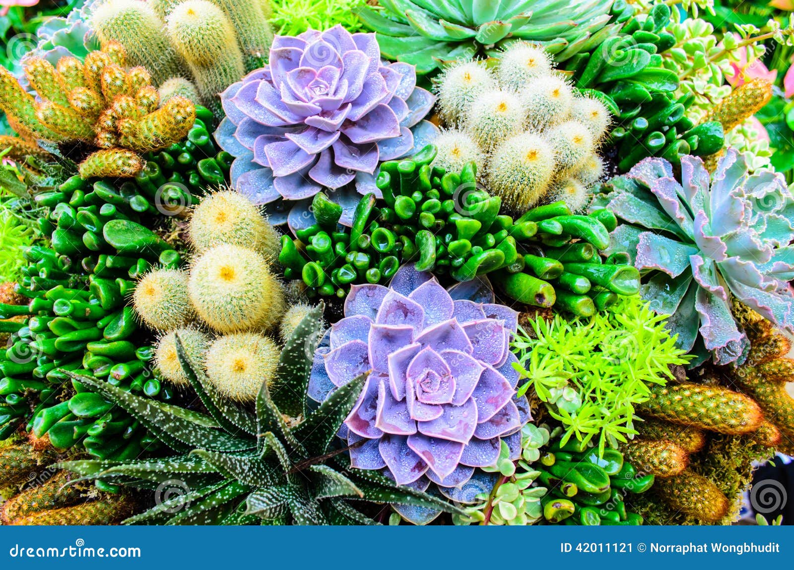 Mini tropical Garden stock image. Image of flora, botanical - 42011121