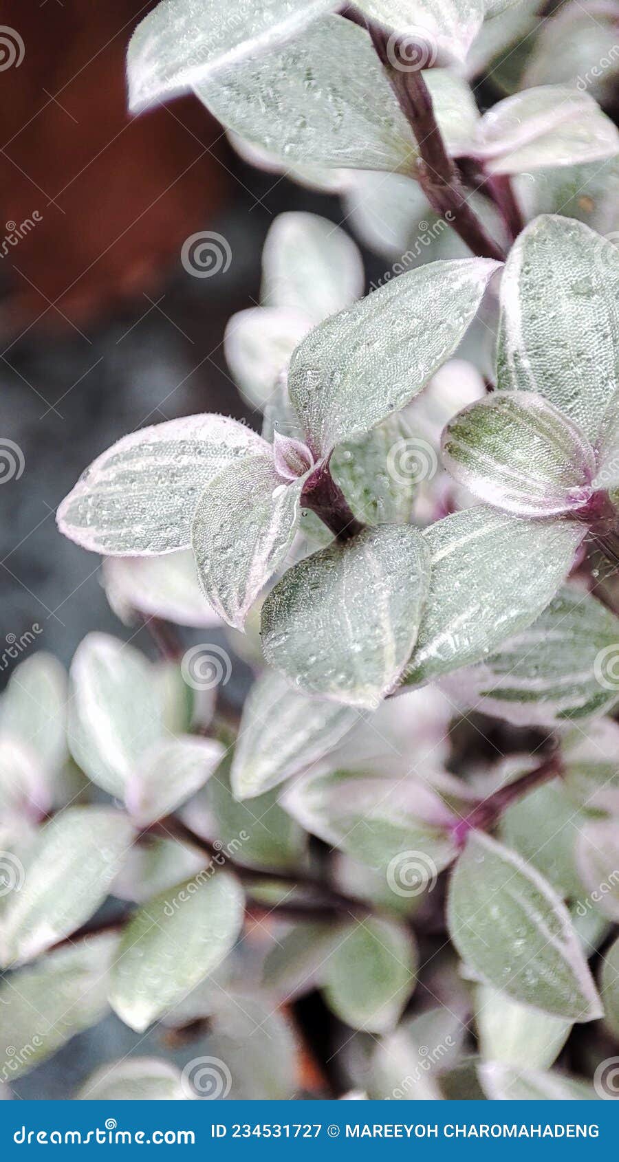 Mini Turtle Plant Or Callisia Repens Saw The Leaves Of Various Sizes ...