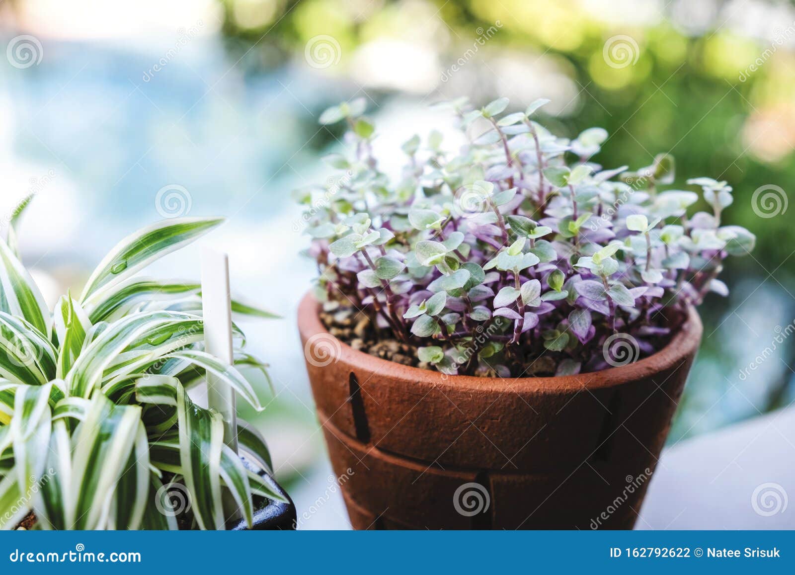 Mini Turtle Plant Or Callisia Repens Saw The Leaves Of Various Sizes ...