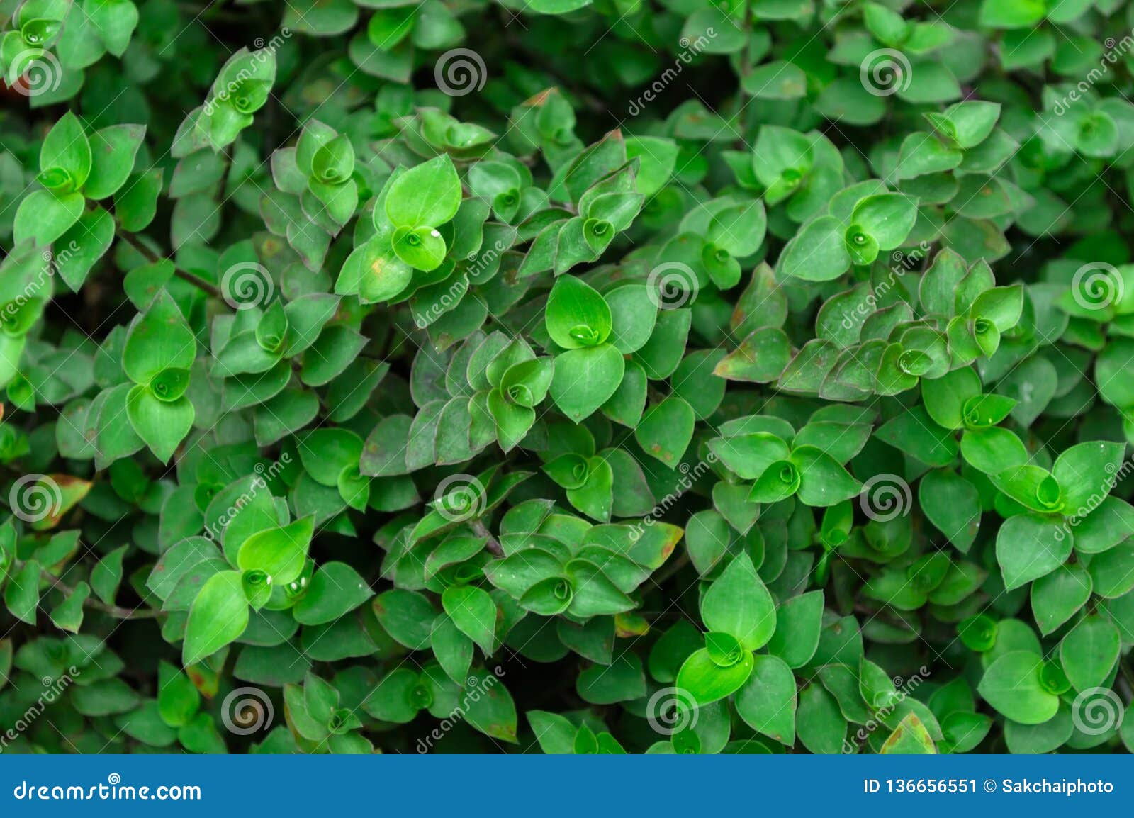 Mini Turtle Plant Or Callisia Repens Saw The Leaves Of Various Sizes ...
