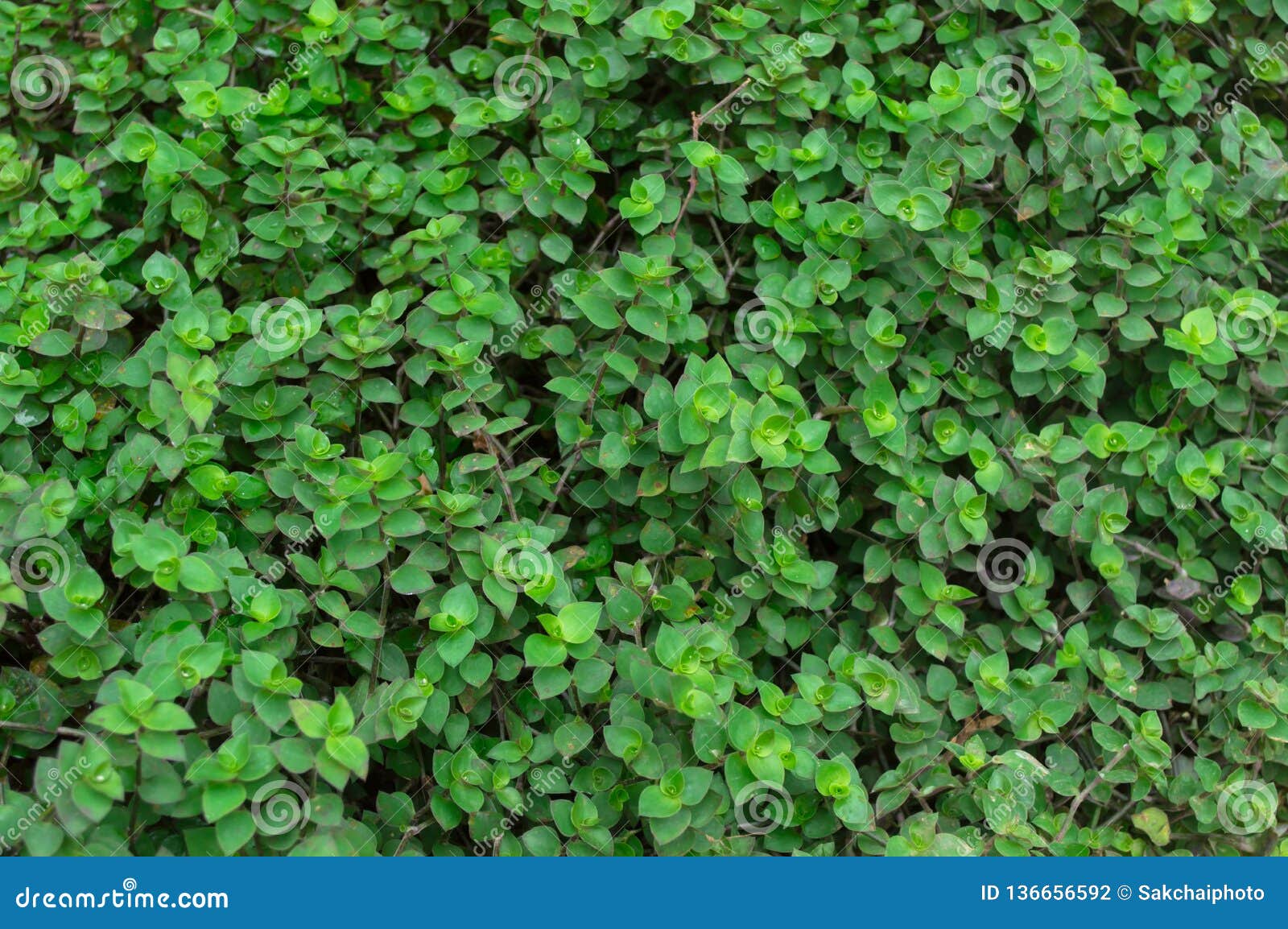 Mini Turtle Plant Or Callisia Repens Saw The Leaves Of Various Sizes ...