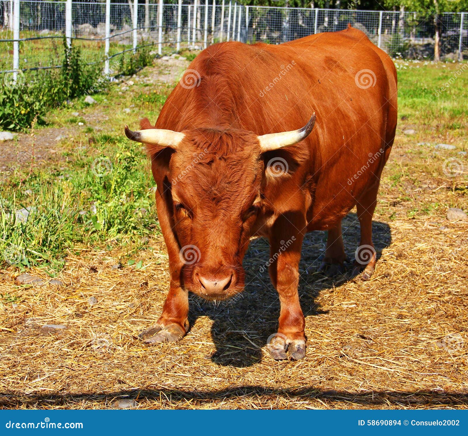Mini vache Dexter photo stock. Image du ferme, mini, trapu - 58690894