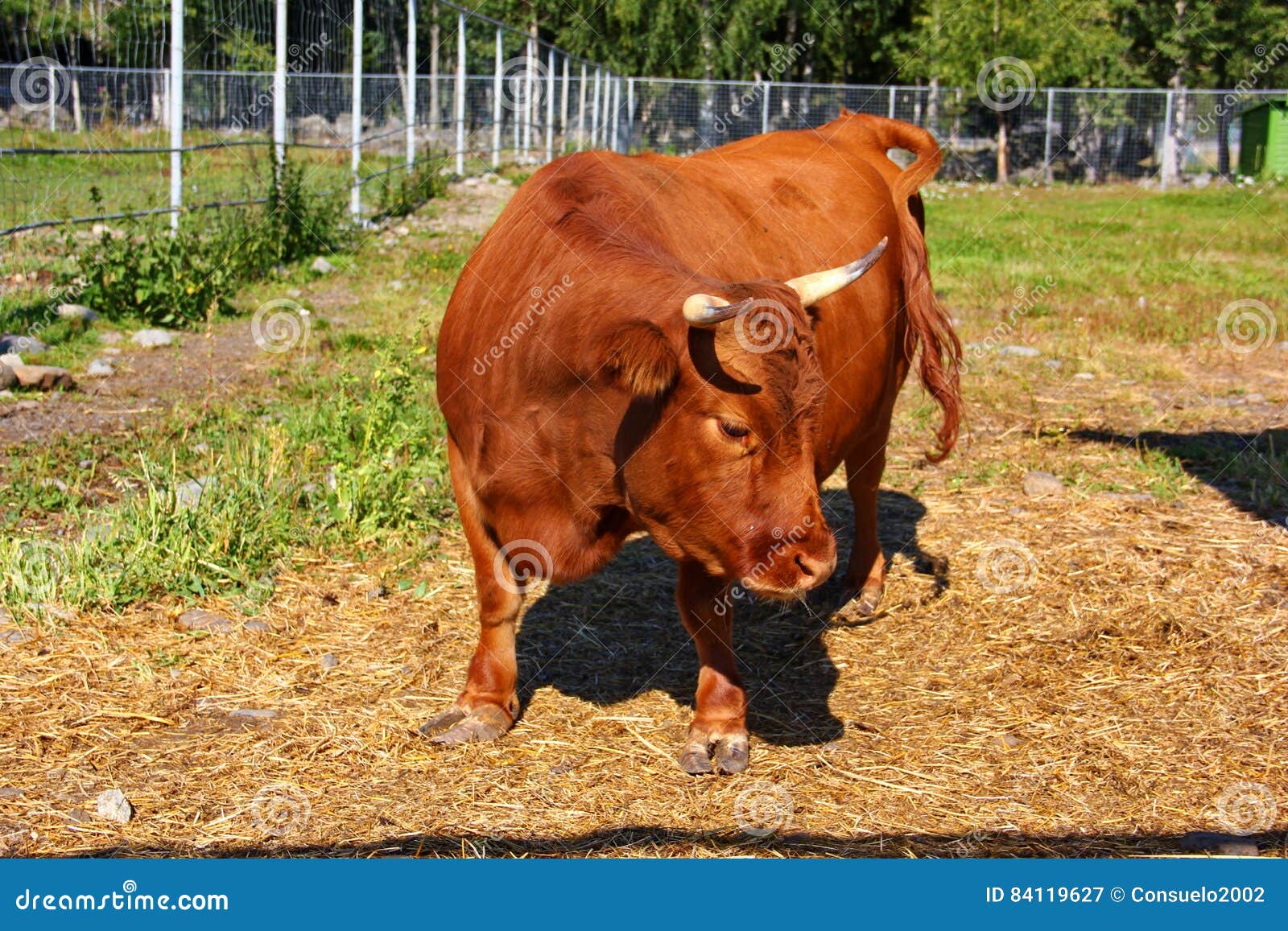 Mini vache Dexter image stock. Image du mini, dodu, cornu - 84119627