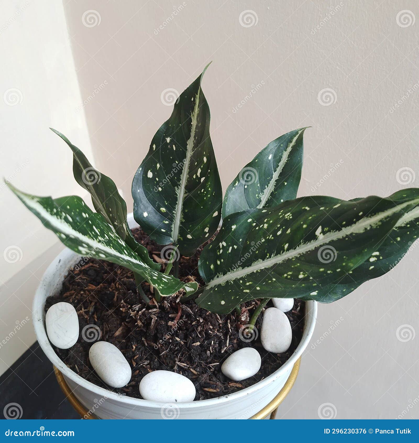 Mini Varigata Flowers in Pots Stock Photo - Image of grow, varigata ...