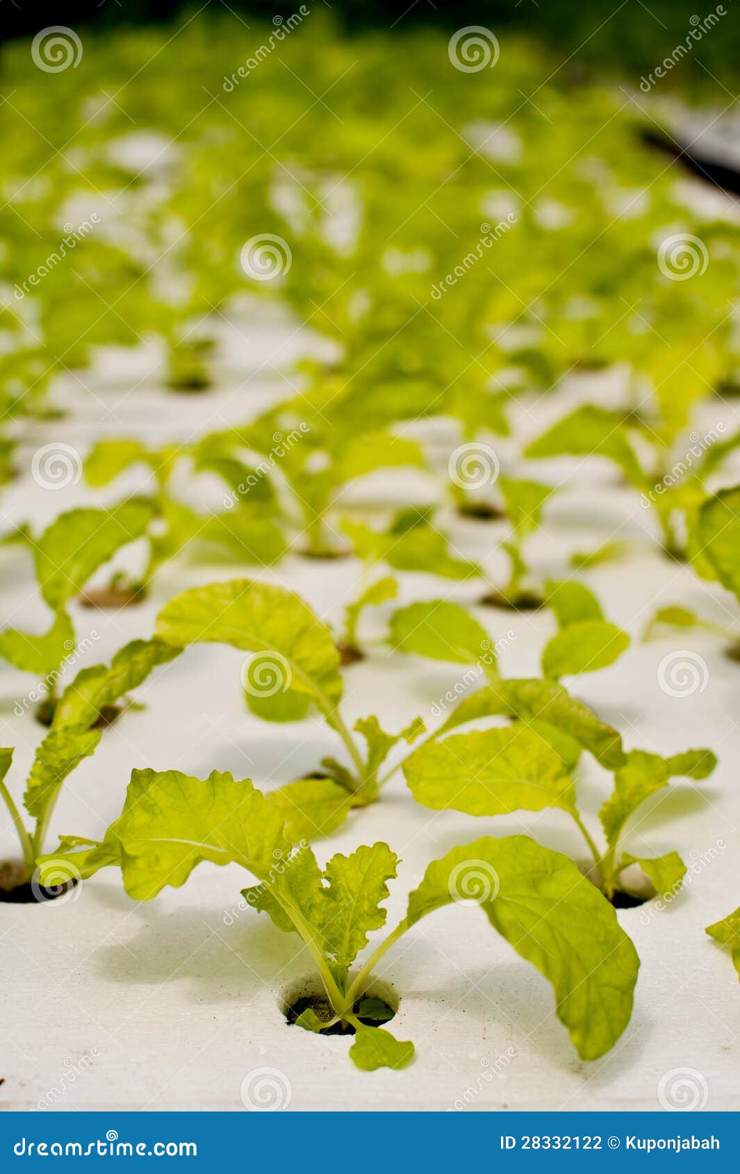 Mini vegetables stock photo. Image of color, nutrition - 28332122