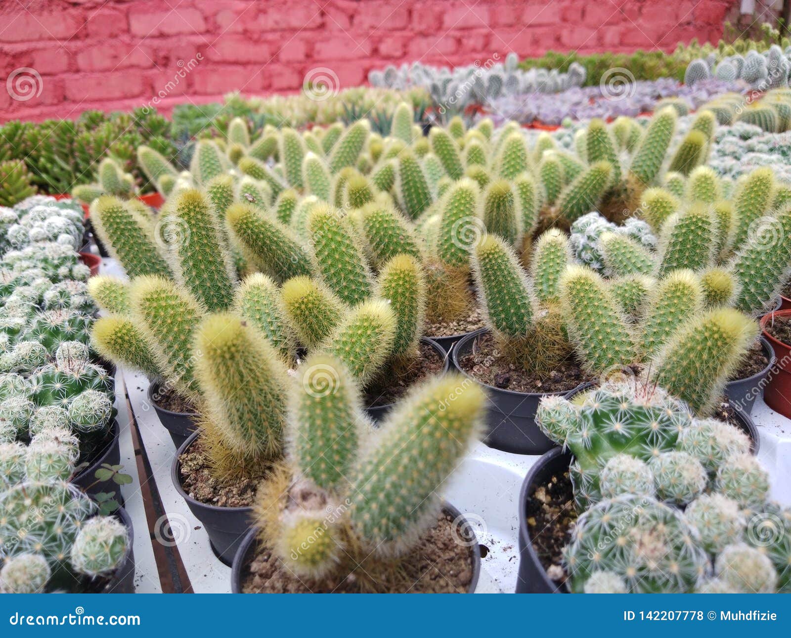 Mini verde do cacto foto de stock. Imagem de nave, cacto - 142207778