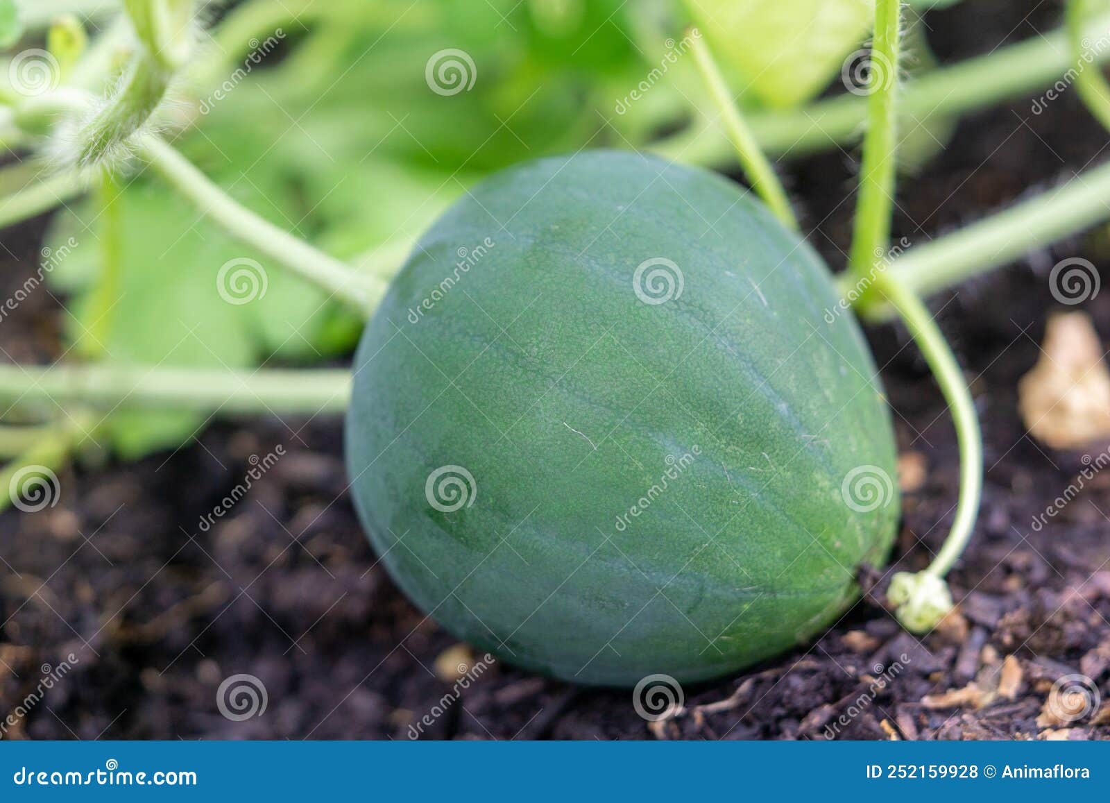Mini Watermelon Fruit in the Garden Stock Photo - Image of ripe, autumn ...