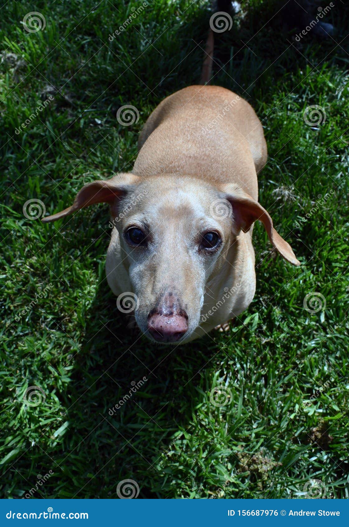 Mini Weenie Dogs look at stock photo. Image of healthy - 156687976