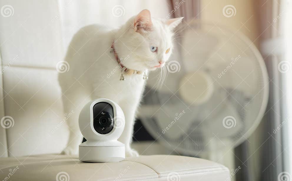 Mini White CCTV Camera Setting in the Livingroom with White Cat ...