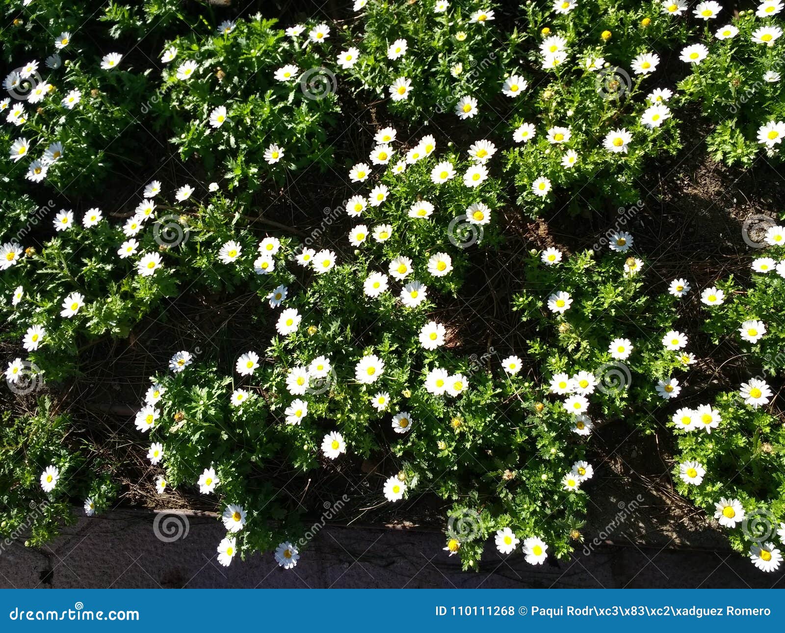 Mini daisies stock photo. Image of flores, arbustos - 110111268