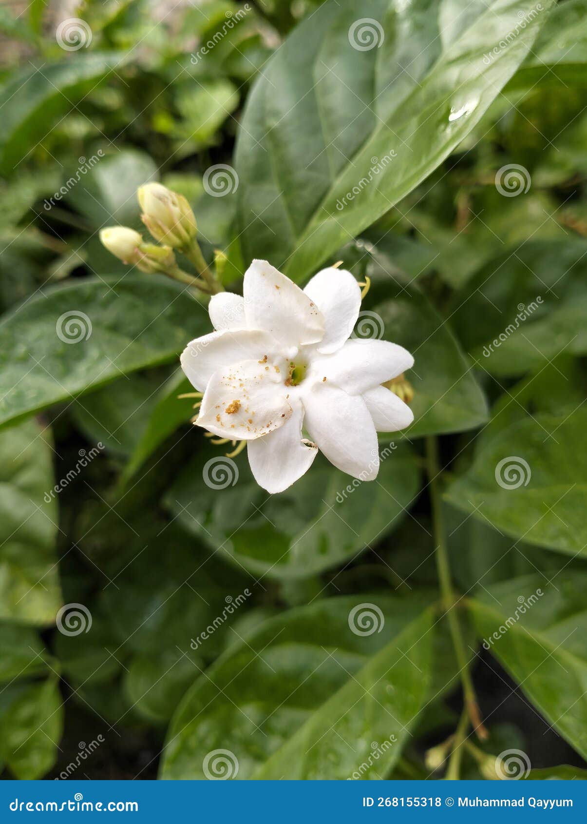 Mini white flower bloom stock photo. Image of food, wildflower - 268155318