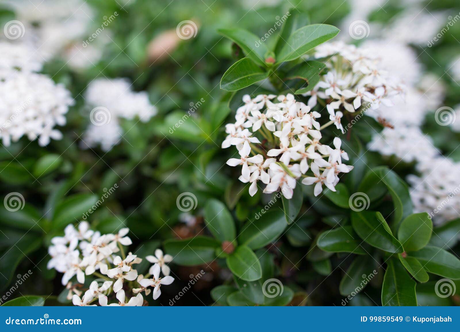 White flower stock image. Image of flora, mini, nature - 99859549