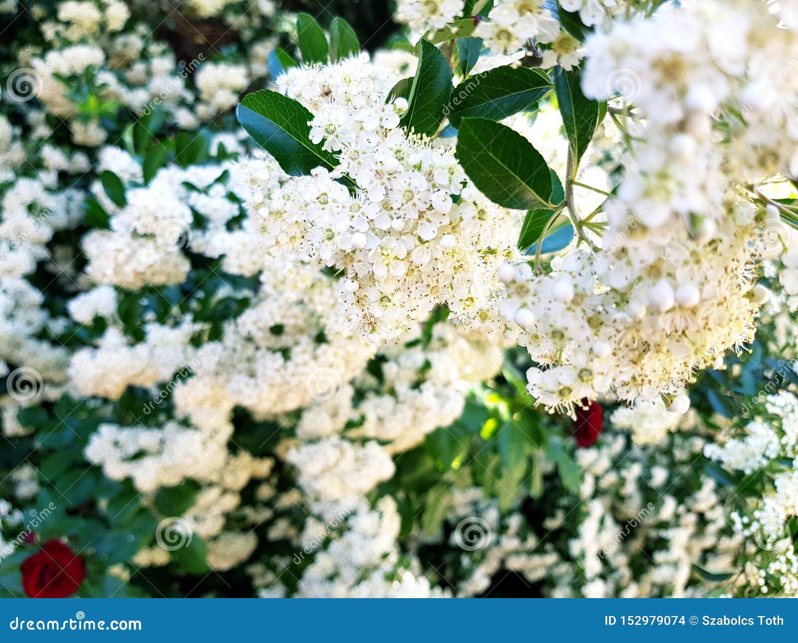 Mini white flowers stock photo. Image of plant, flower - 152979074