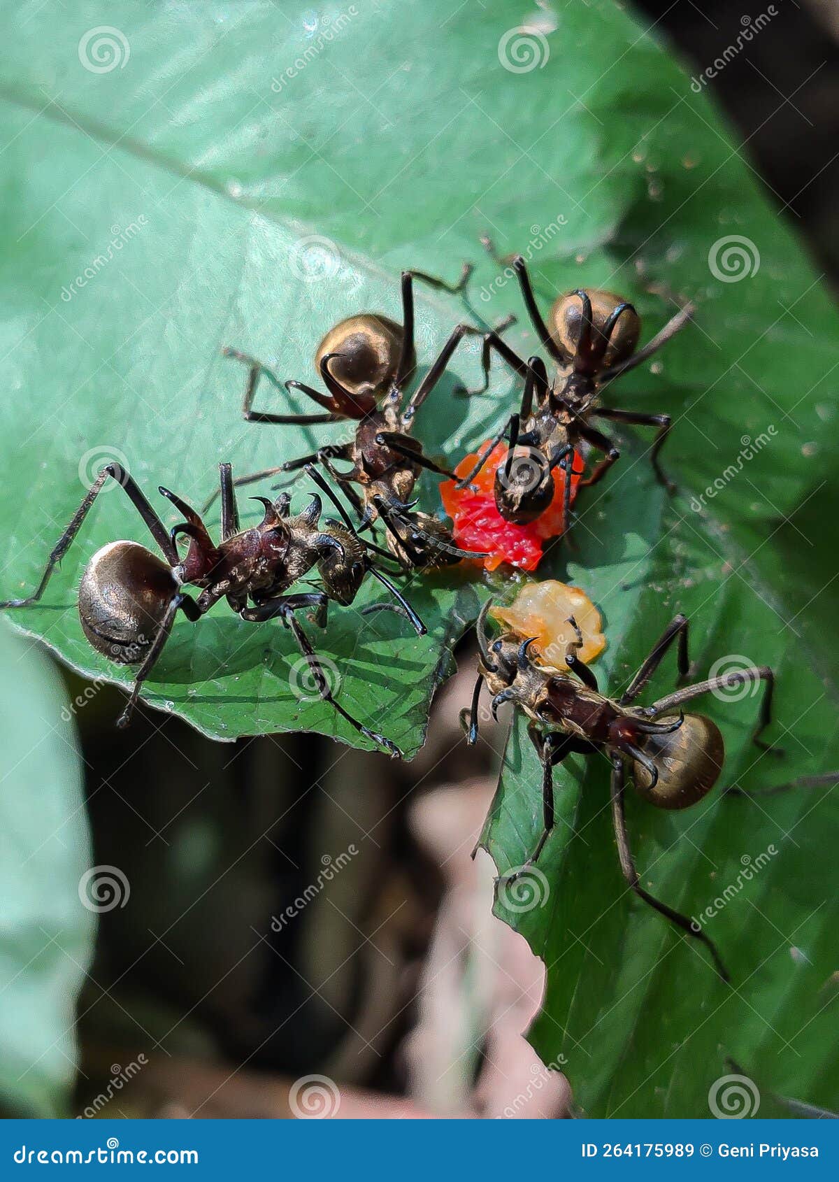 Ants from the Land of Borneo Stock Image - Image of world, mini: 264175989