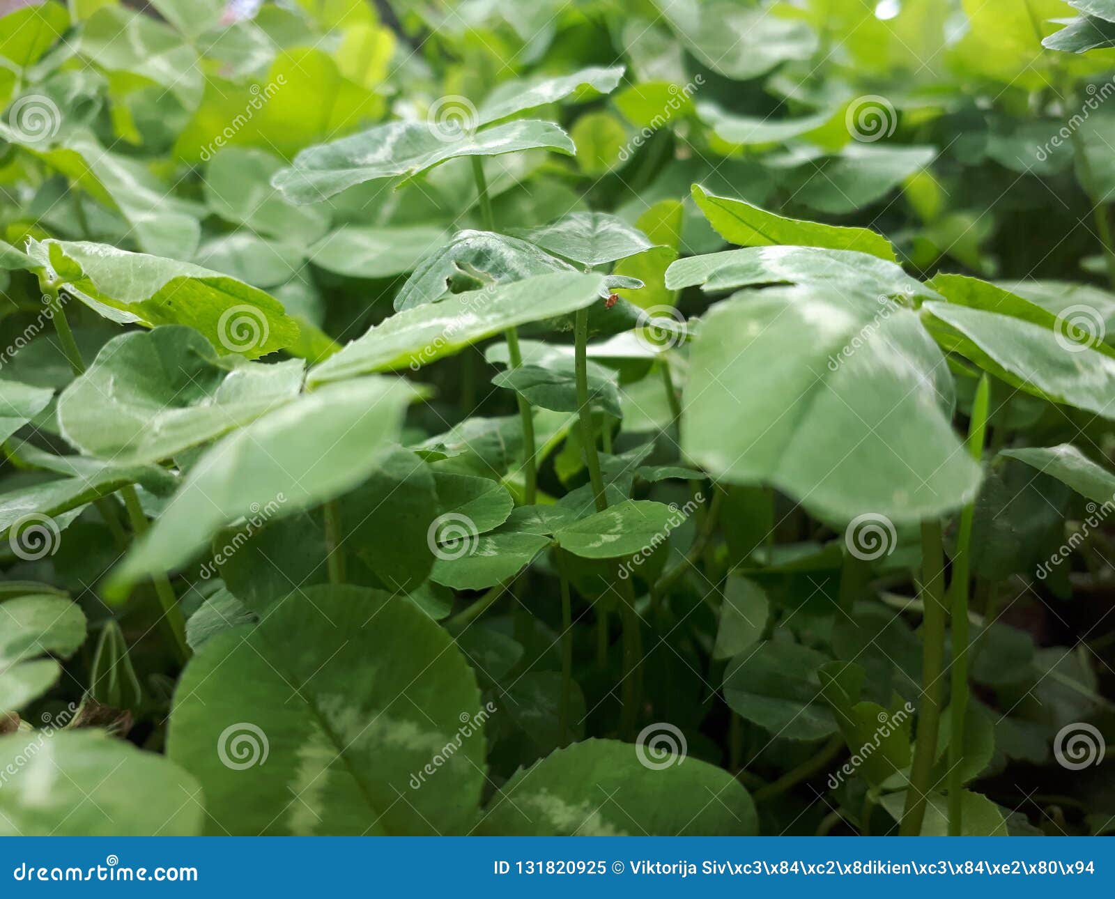 Clover forest stock image. Image of fauna, world, nature - 131820925
