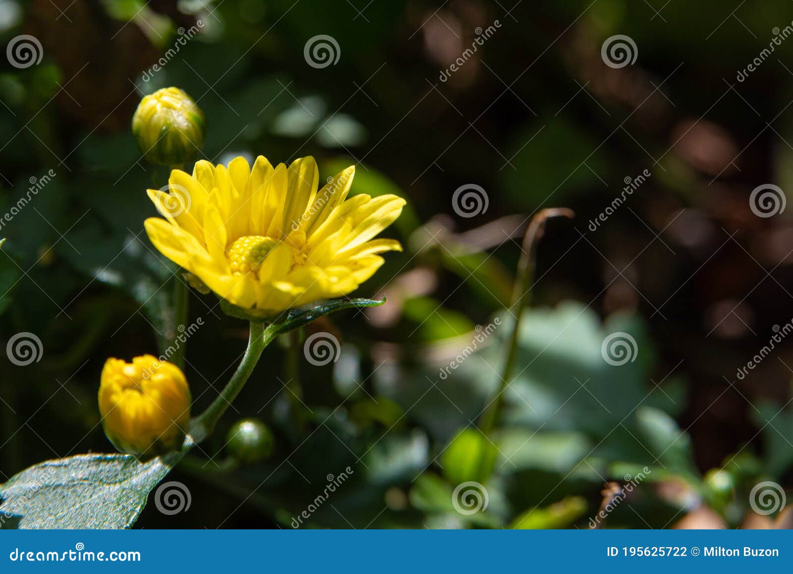 Mini Yellow Daisy in Early Spring in Brazil, with Very Blurred ...