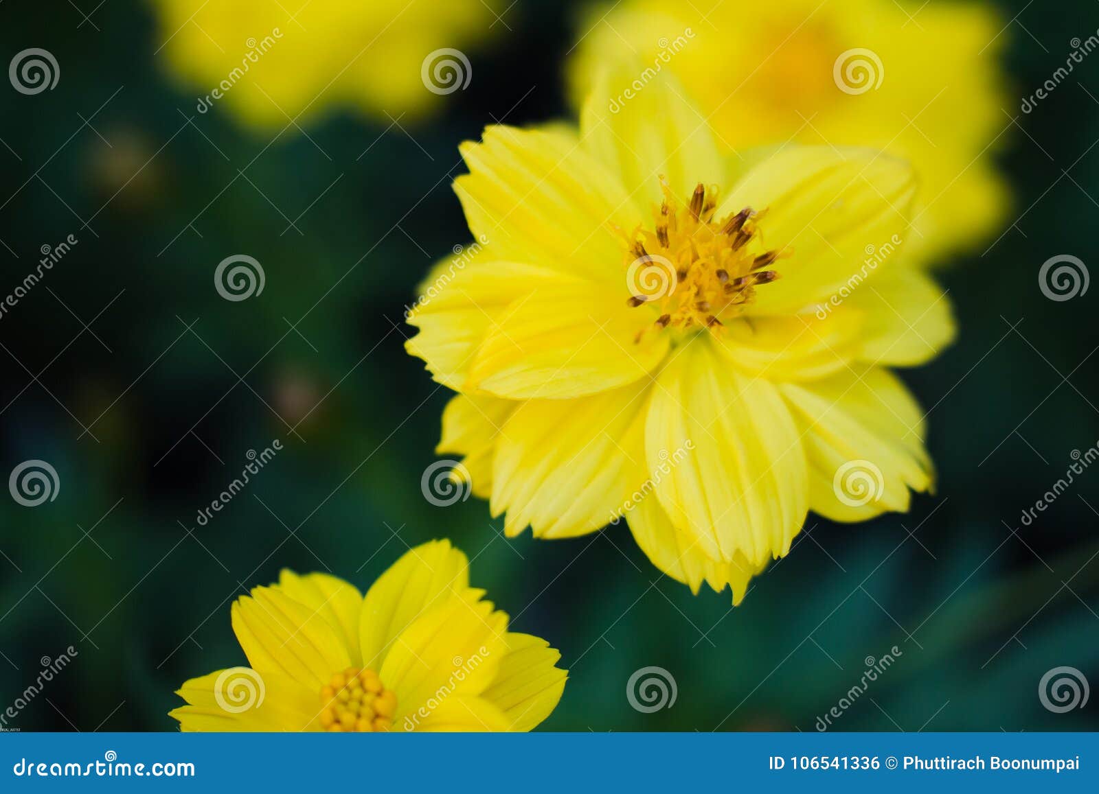 Mini yellow flower stock photo. Image of chatuchak, wild - 106541336